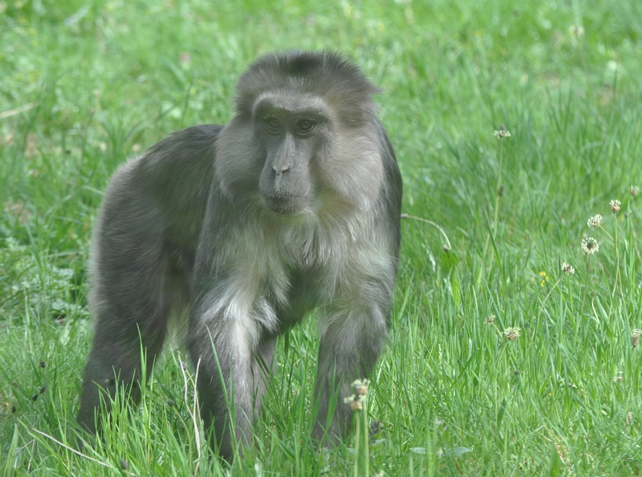 ZOOTOGRAFIANDO (6.096 ANIMALS): MACACO DE TOGIAN / TONKEAN MACAQUE ...