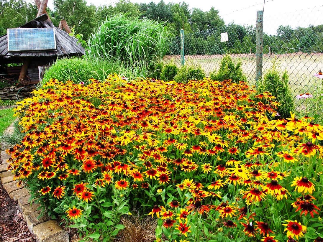 Rarytasy i unikaty. Ogród przy szkółce Future Gardens