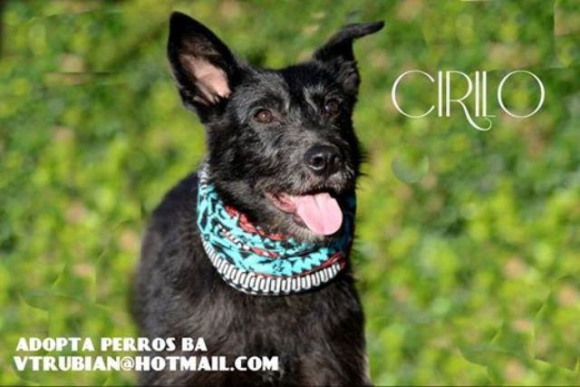 Adoptándonos: Cirilo, precioso cachorrón barbincho de tamaño en adopción