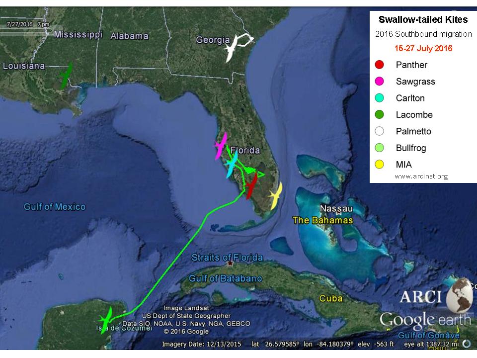Swallow-tailed Kite Migration: Swallow-tailed Kites on the move ...