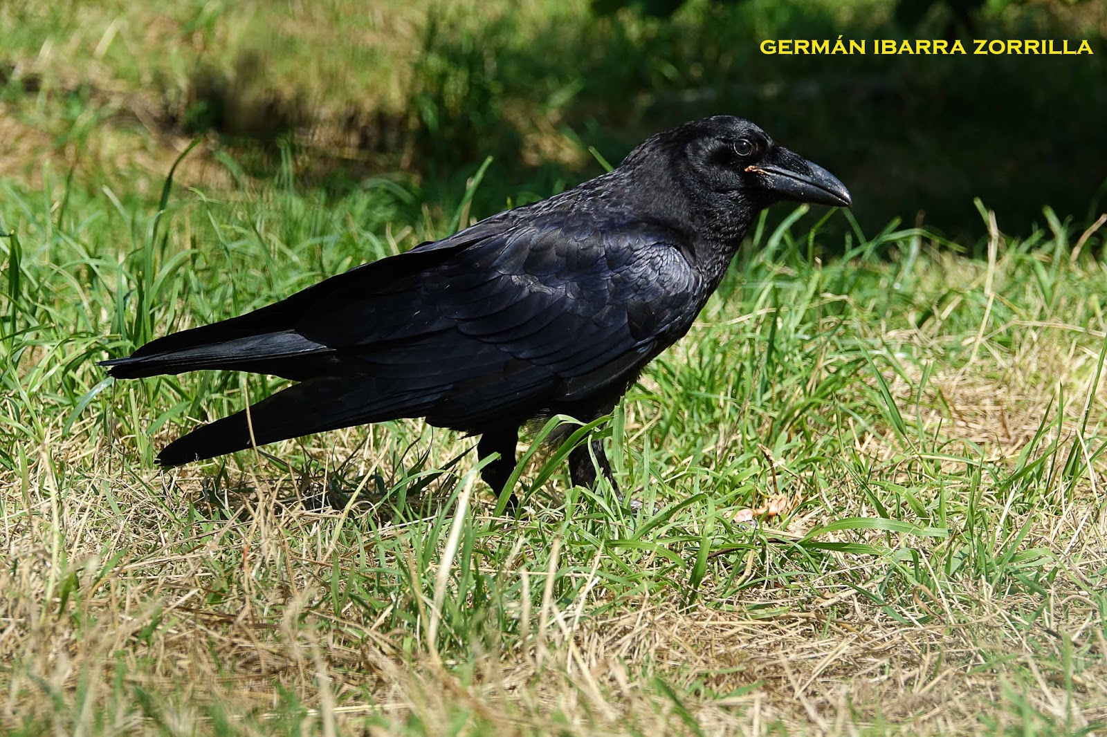 FAUNA COMPACTA el blog de Germán Ibarra Zorrilla: Cuervo (Corvus corax)
