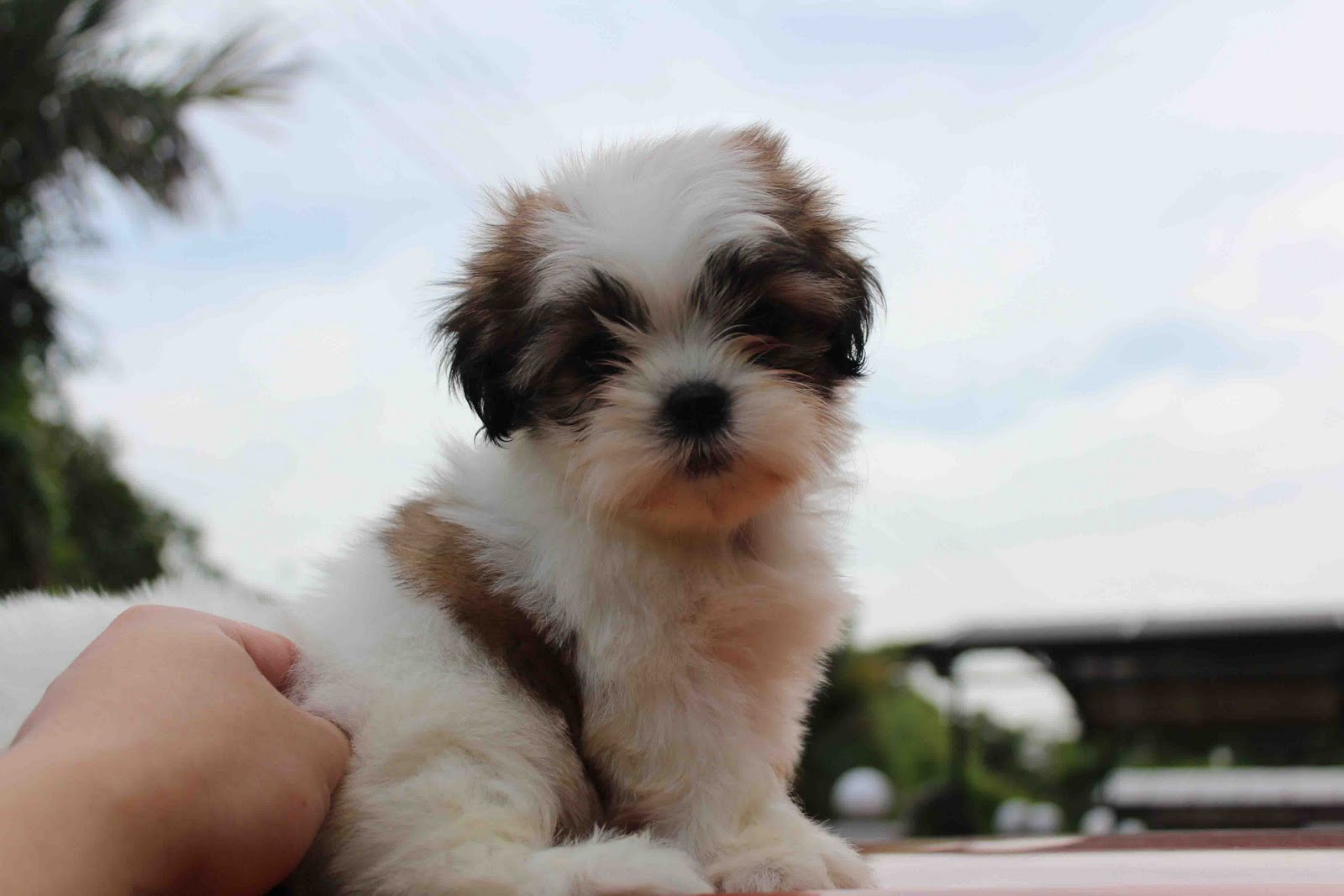 Shih Tzu Puppies