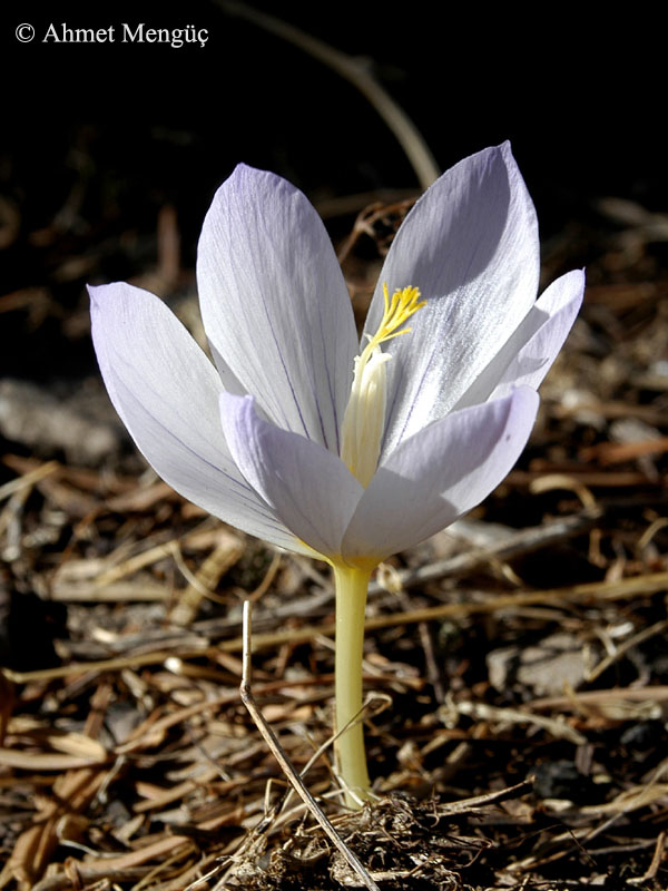 The Country Of Crocuses: Crocus kotschyanus subsp. kotschyanus