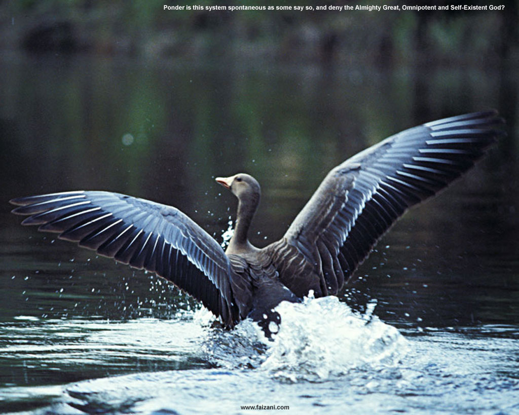 Free Cool Wallpapers: goose pictures