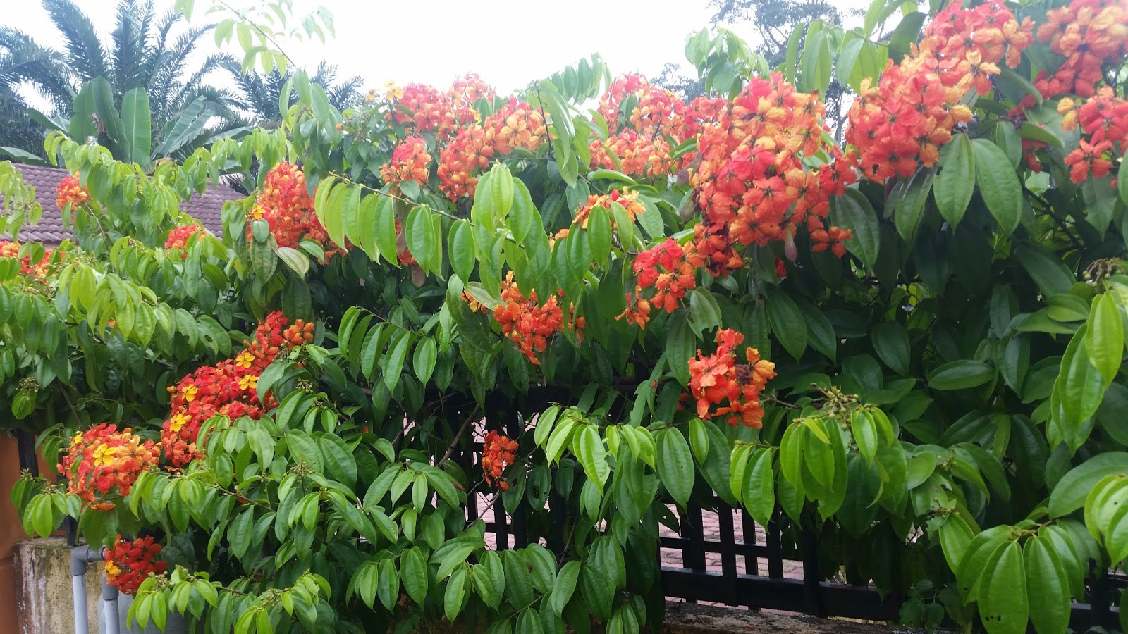 Warisan Petani: Pokok Bauhinia Dah Berbunga