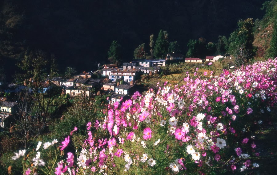 The Accidental Trekker