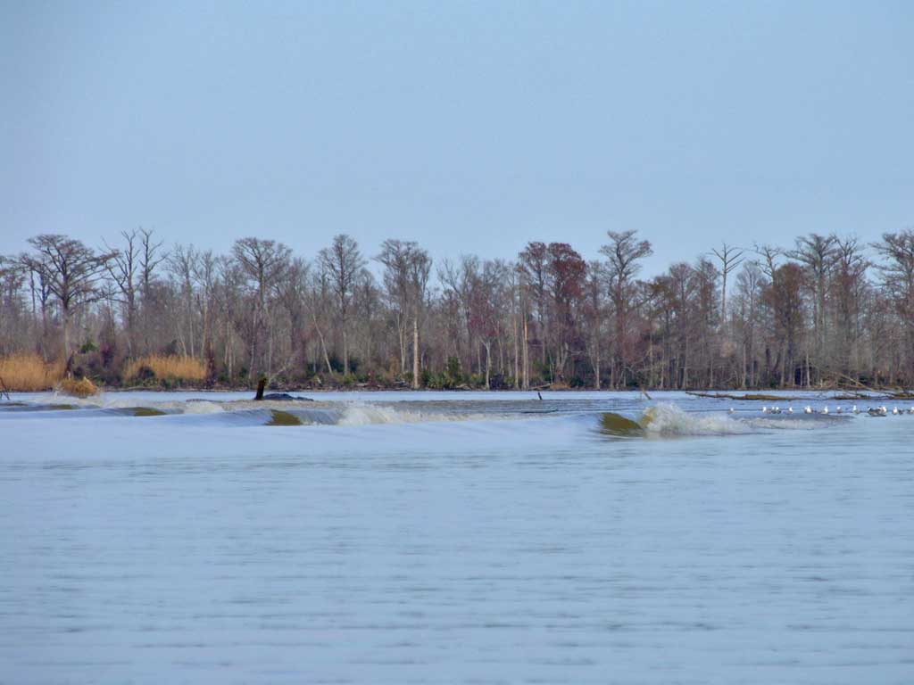 Kayaking the Mobile-Tensaw River Delta: 02/26/2010 - Mobile River