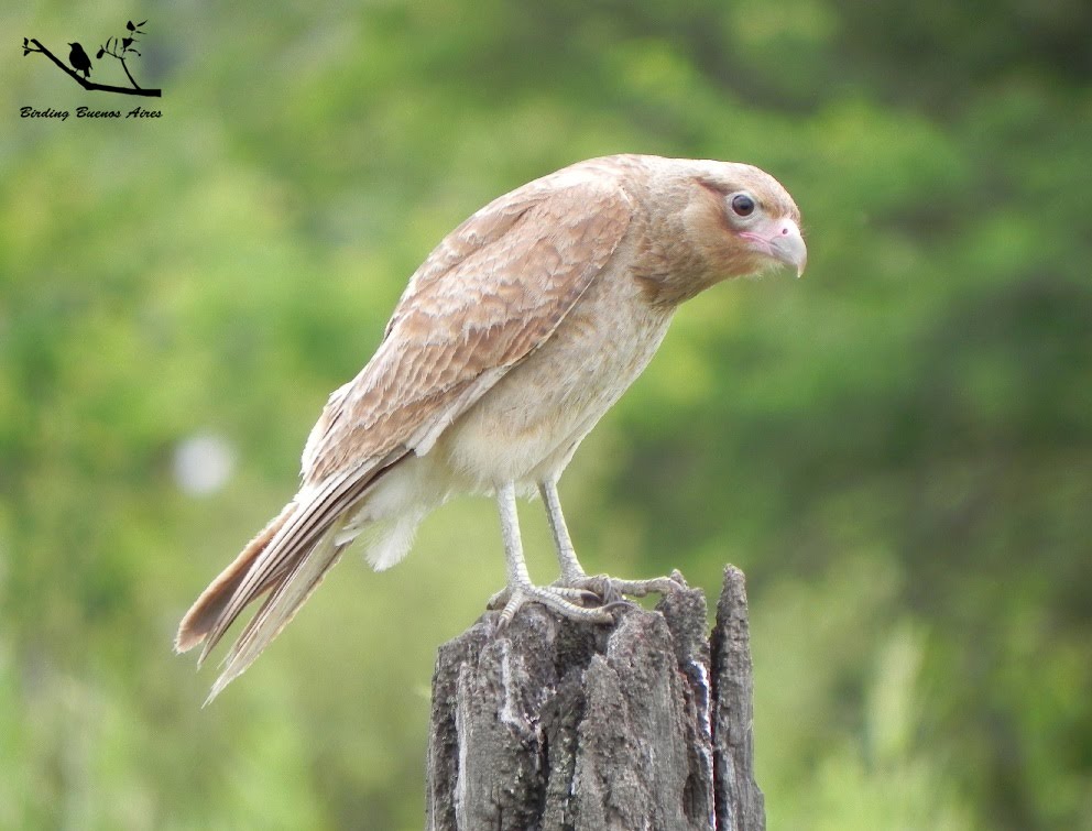 BIRDING BUENOS AIRES: Birds of BA