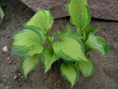 ...kwiatki, bratki i stokrotki...: Hosty ( Funkie )