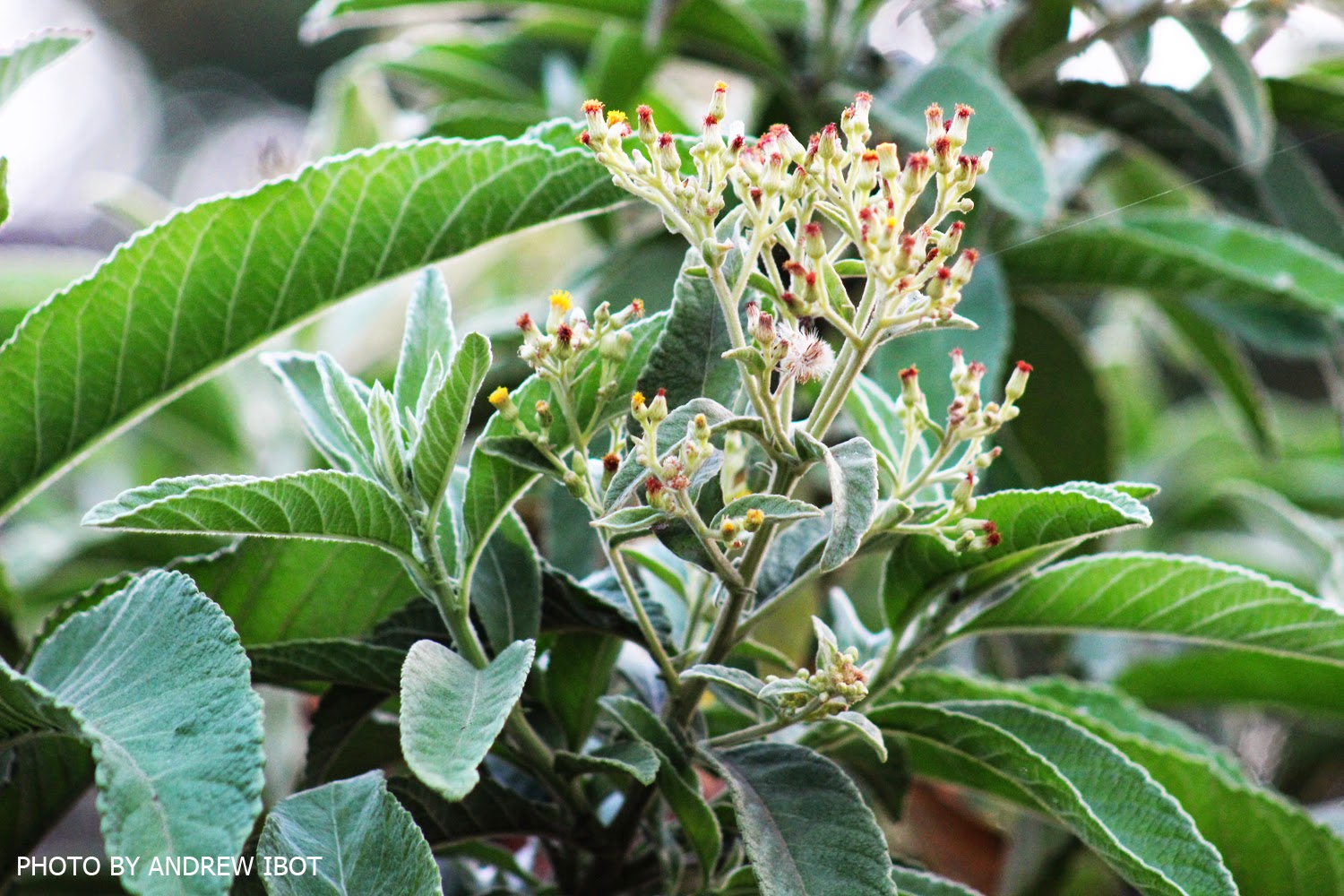 Ako si ANDREW IBOT!: Sambong Uses, Health Benefits, Side Effects