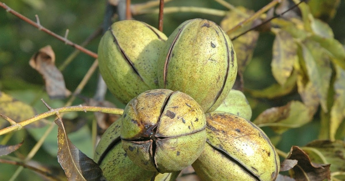 Northern Pecans: We need a good freeze to advance harvest