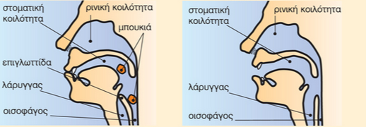 ΥΓΕΙΑ ΚΑΙ ΕΥΕΞΙΑ: ΑΝΑΠΝΕΥΣΤΙΚΟ ΣΥΣΤΗΜΑ