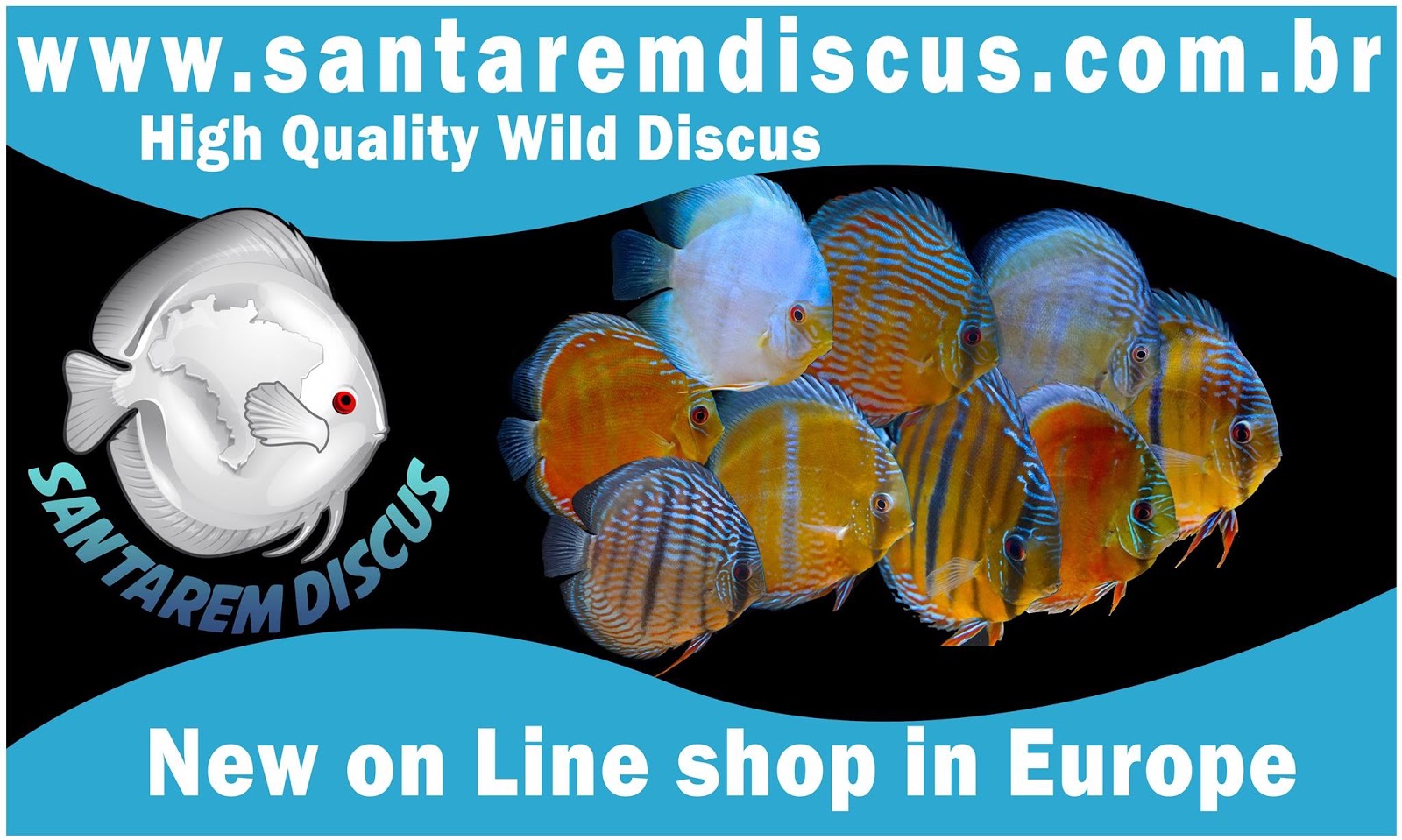 Discus Since 1987 : Santarem Discus Plus - New project in Europe