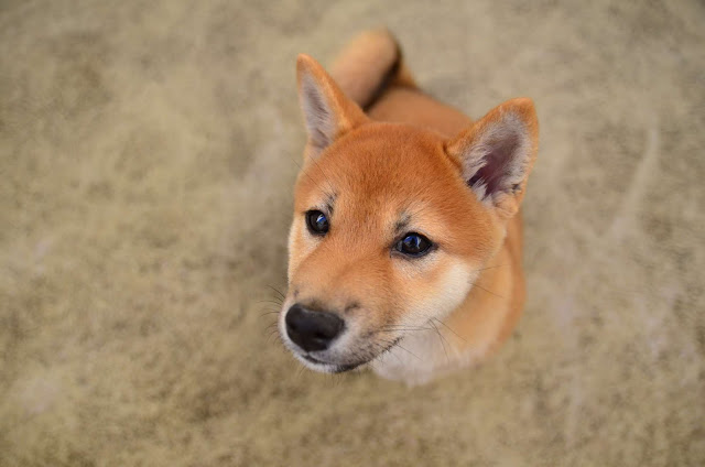 Hoshi - O cãozinho, filhote de shiba inu mais fofo do mundo - Hoshi - o ...