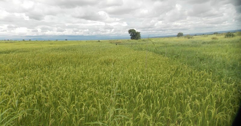 MATUKIO @ MICHUZI BLOG: WAKULIMA SKIMU YA UMWAGILIAJI MPUNGA NYAMAGOGO ...