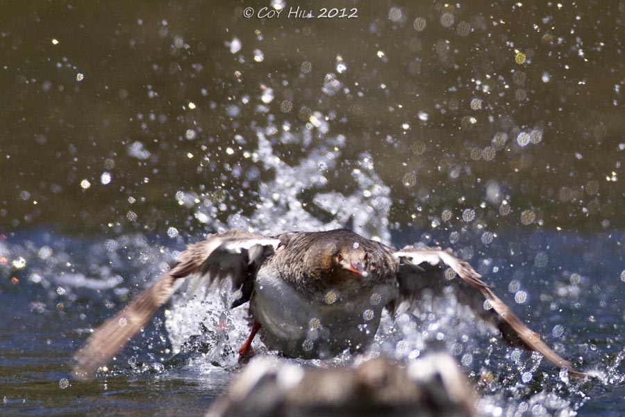 Country Captures: Red-breasted Mergansers: Spring Migration