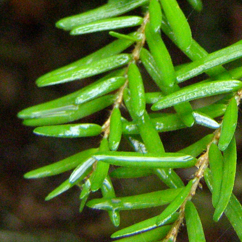 Earnest Efforts: Tidee Didee & Hunting Pacific Yew Trees
