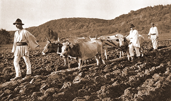 Sămănătorul: Iuliu-Marius Morariu - Recenzie roman: "Din Văianu la Toronto"