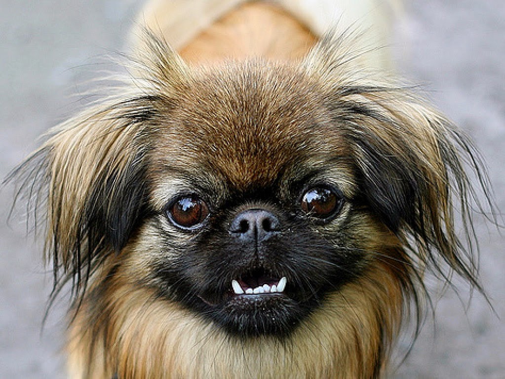 Pequinés | WIKI PERROS