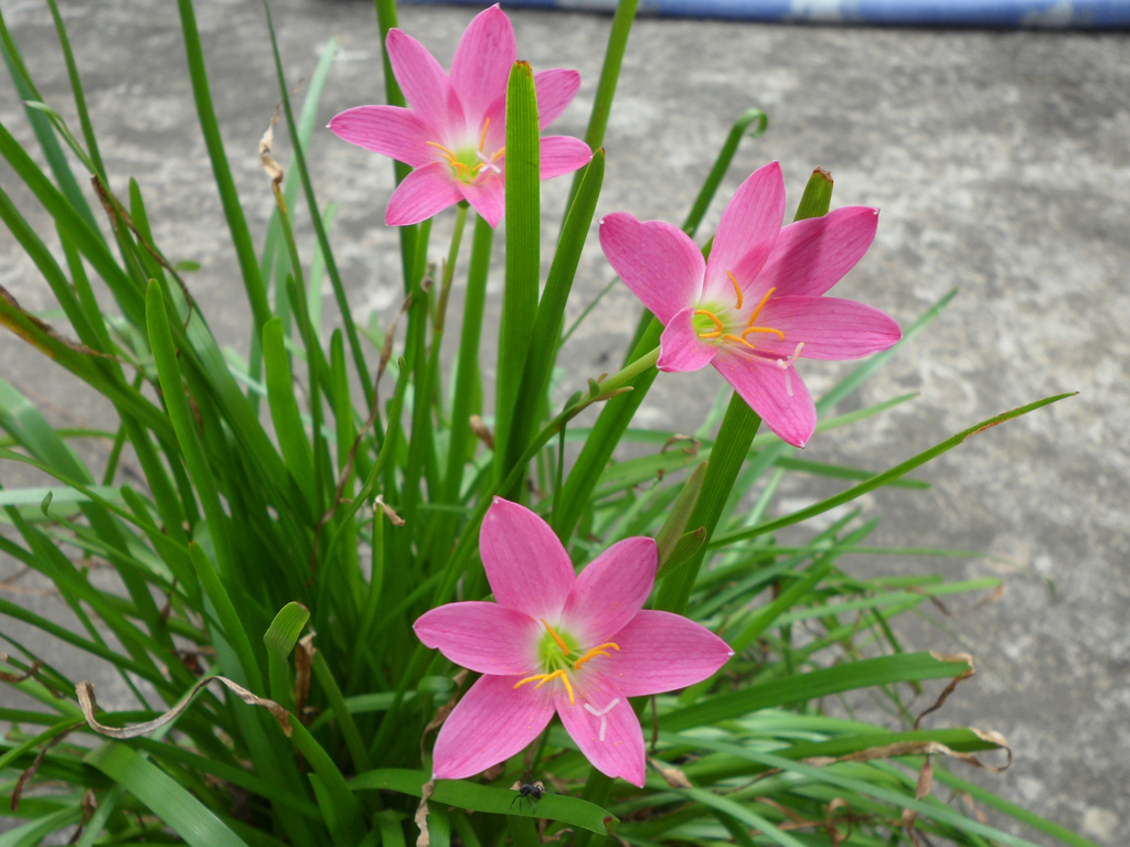 Berbunga Hatiku: Bunga Rain Lily , Bunga Hiasan Renek yang Cantik