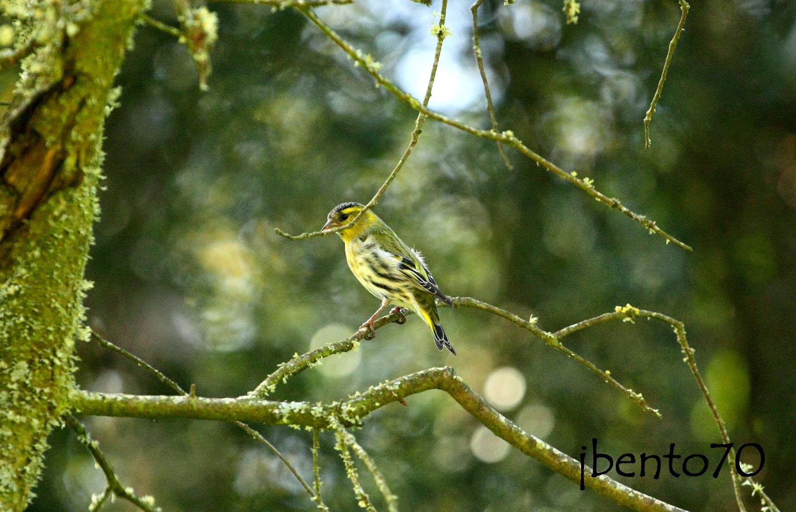 Birding Cascais: Lugre / Eurasian Siskin (Carduelis spinus) no Parque ...