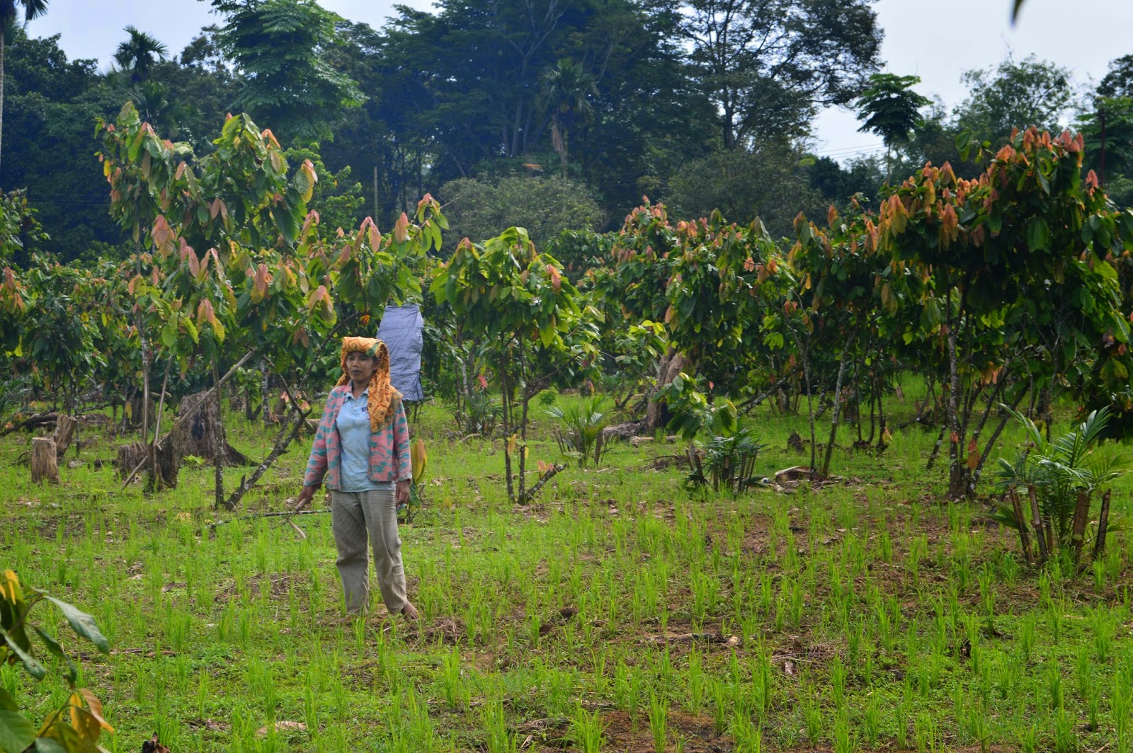 From Aceh to Myanmar: 31 cocoa farmers and growing!