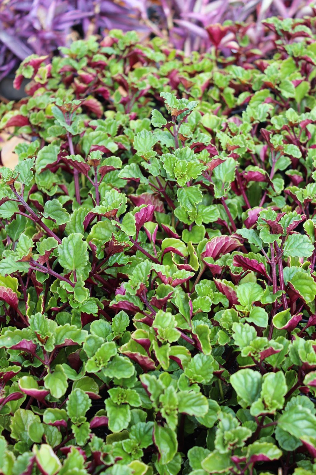 Florez Nursery: Plectranthus 'Pygmy'