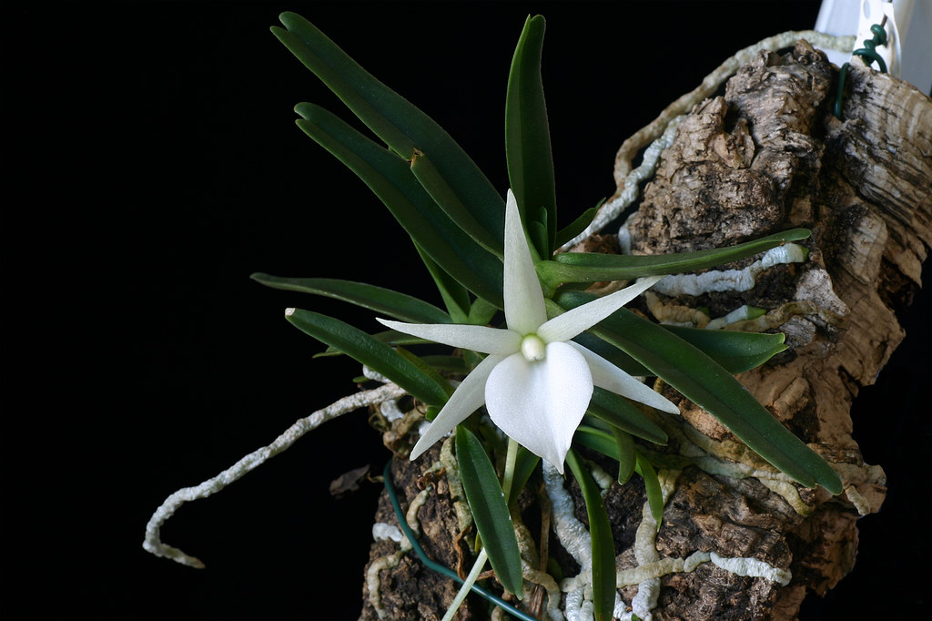 Angraecum rutenbergianum orchid plant care and culture | Travaldo's blog
