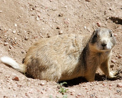 Synapsida: Why Prairie Dogs Sleep Around