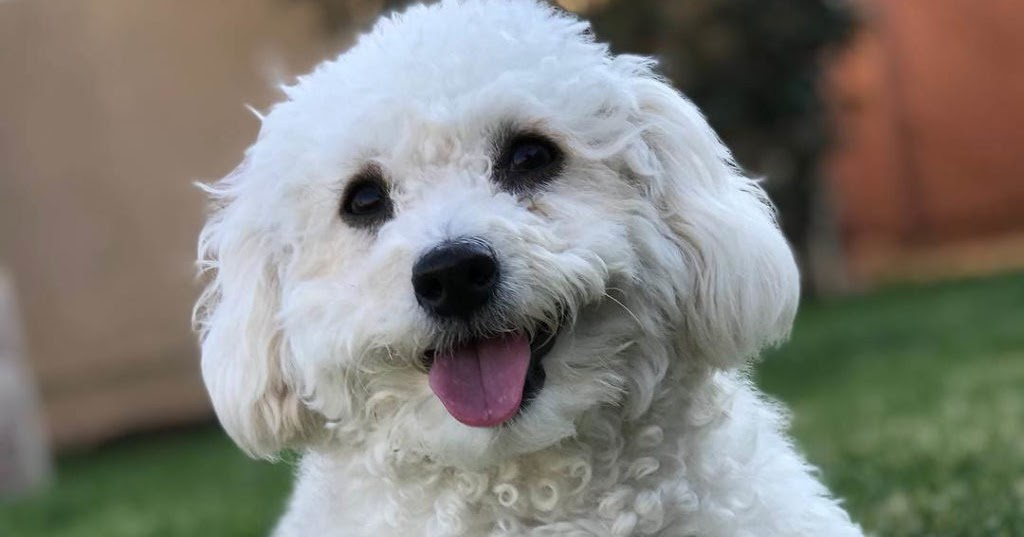 PeekaPoo Maltese Mix Personality, Size, Temperament, Growth