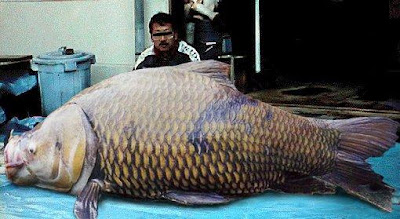 International Fishing News: VIDEO: World's Biggest Asian Fish