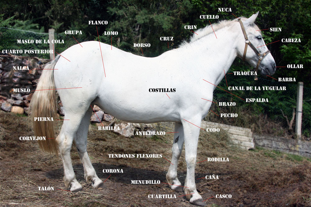 El mundo del caballo.