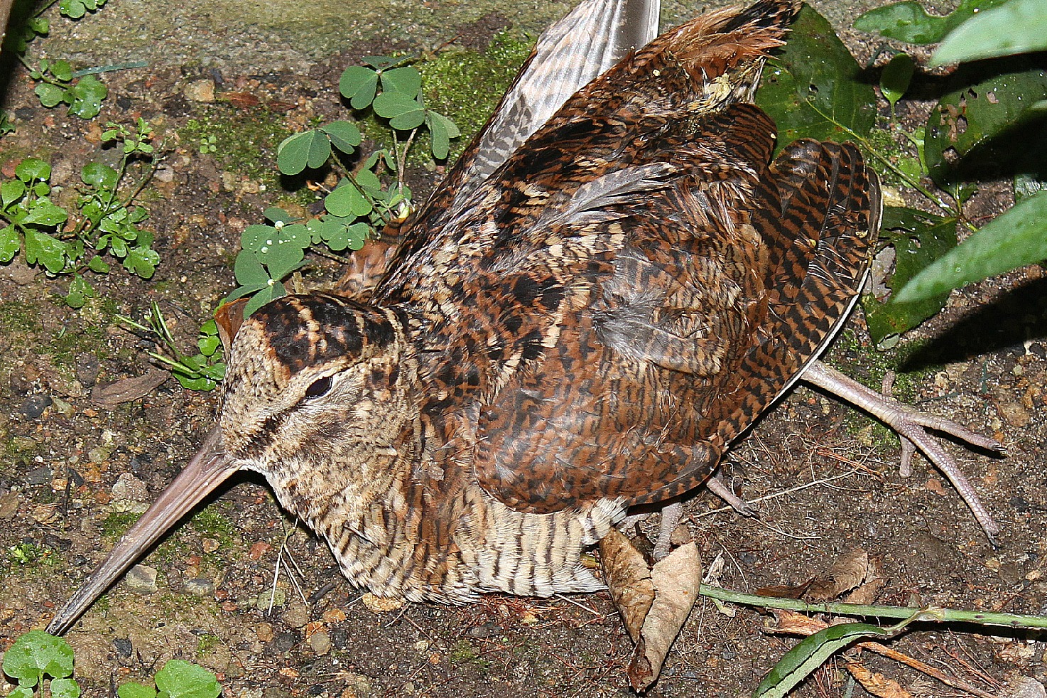 AVESANTURTZI: LA BELLEZA DE LA BECADA