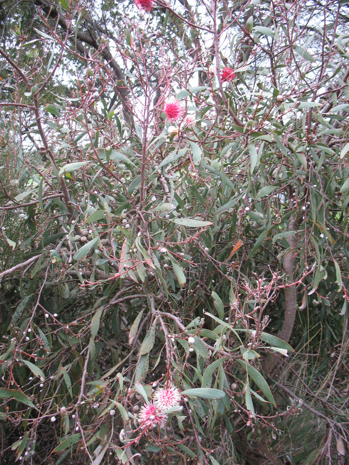 "Treechange" - An Australian Native Garden: JUNE 2012 – ENERGY SLOWLY ...