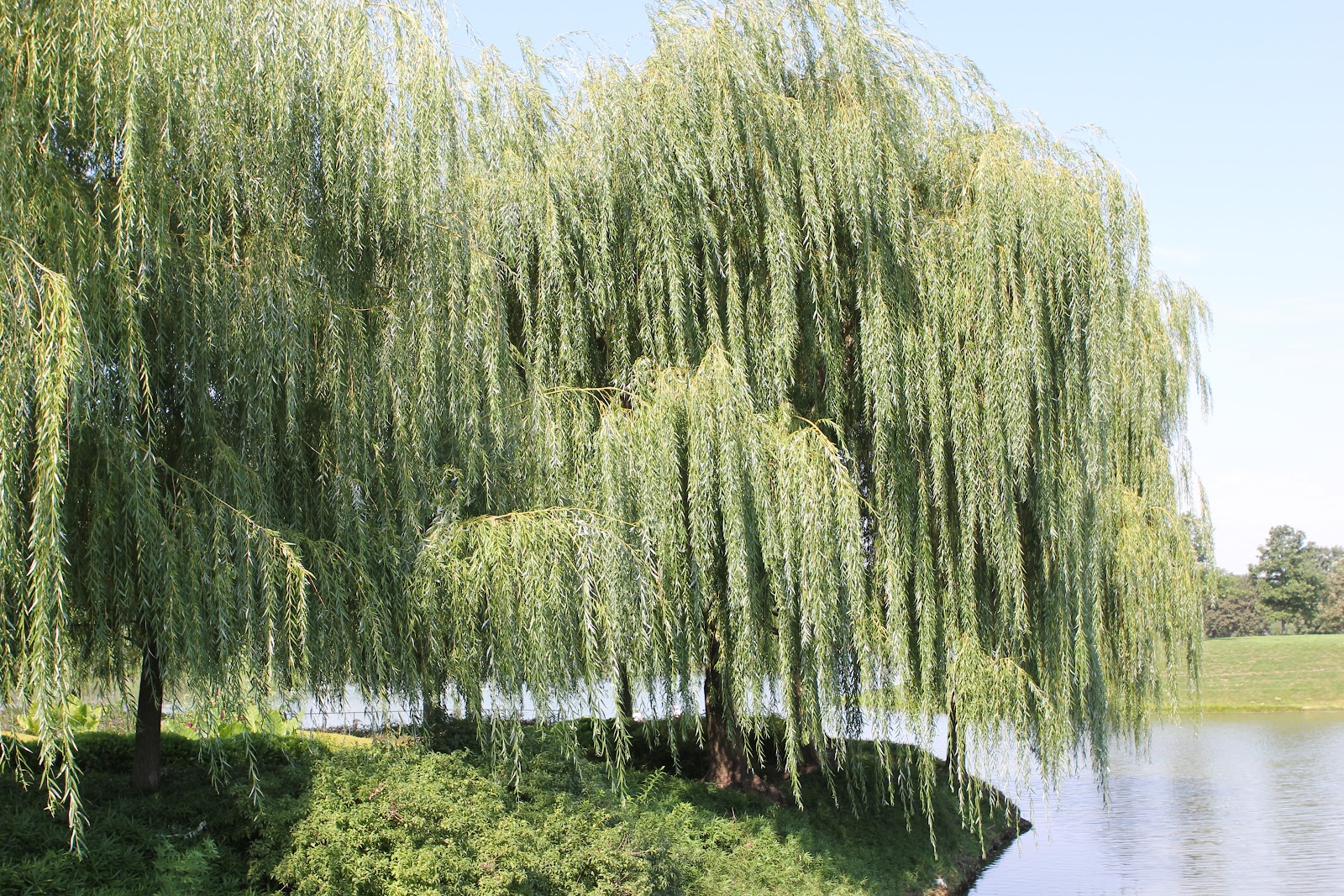 Romancing the Home: Butterflies Provide Interior Design Color Inspiration