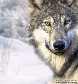 La Louve Chamane: La Louve Chamane vous souhaite la bienvenue