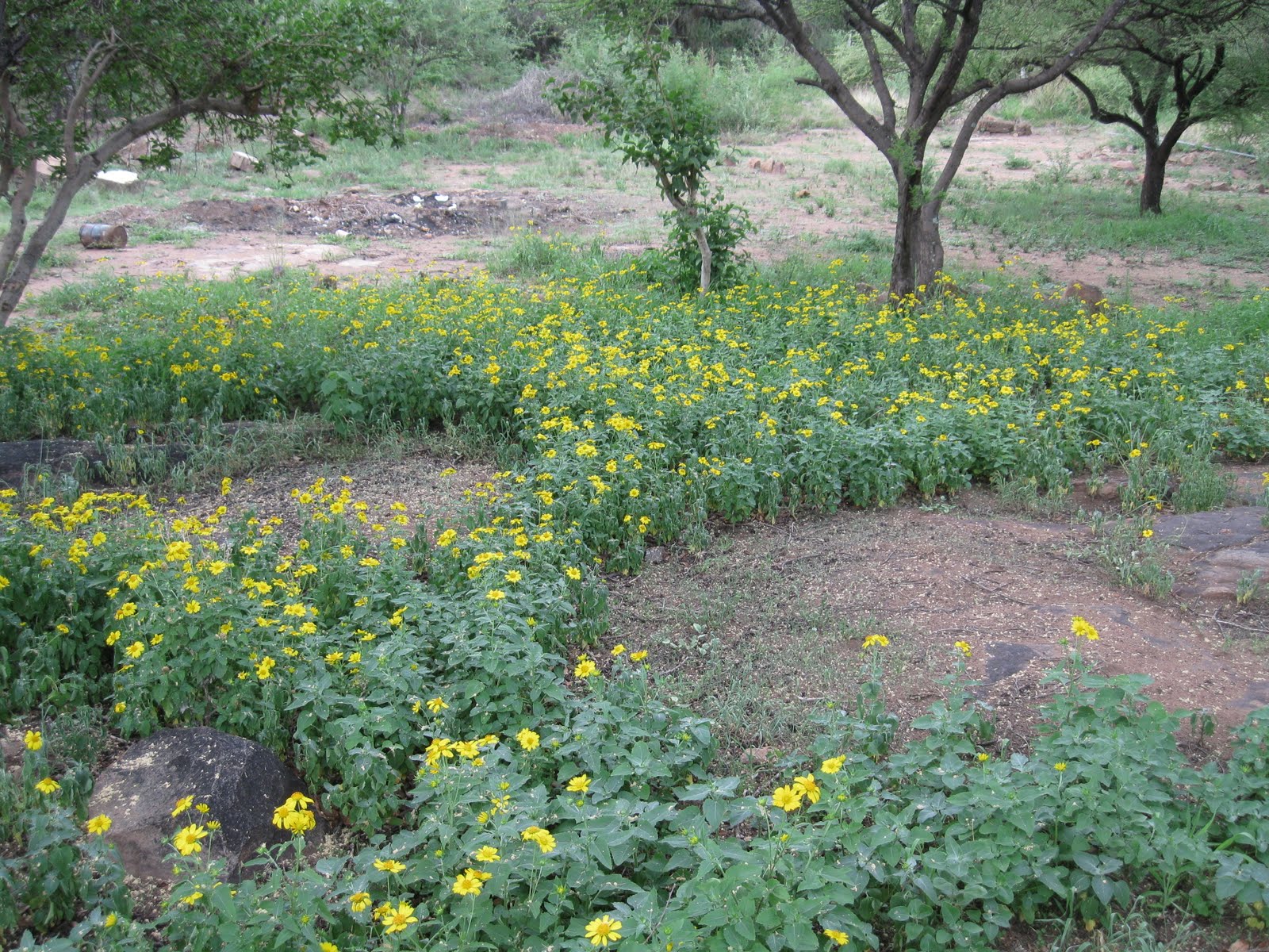 Walk with Me: Botswana - Taking It All In.