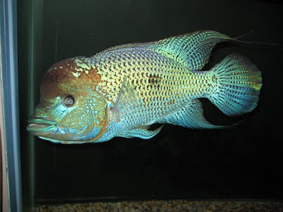 Mania de Aquário: Umbee (Caquetaia umbrifera, turquoise cichlid)