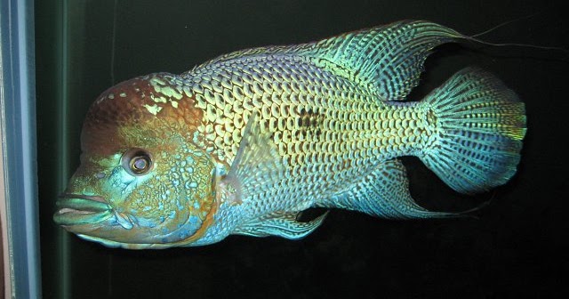 Mania de Aquário: Umbee (Caquetaia umbrifera, turquoise cichlid)