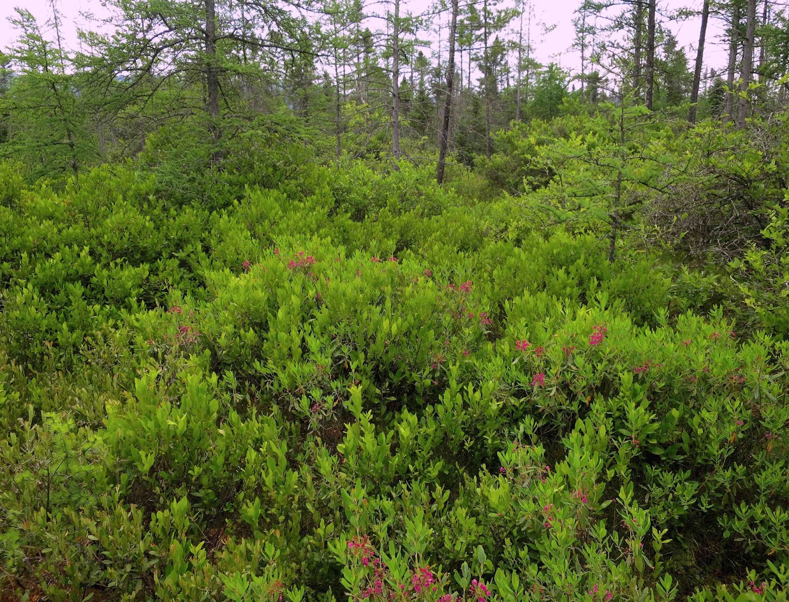 Saratoga woods and waterways: Blooms on the Bog, Bugs in the Blooms
