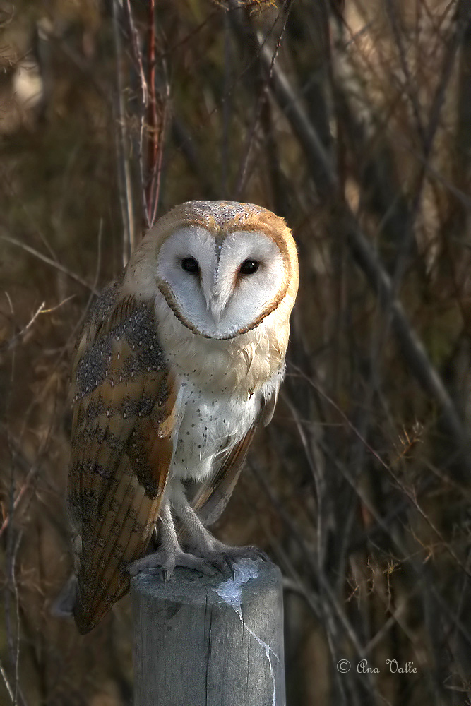 Fotografías Ana Valle: Lechuza común