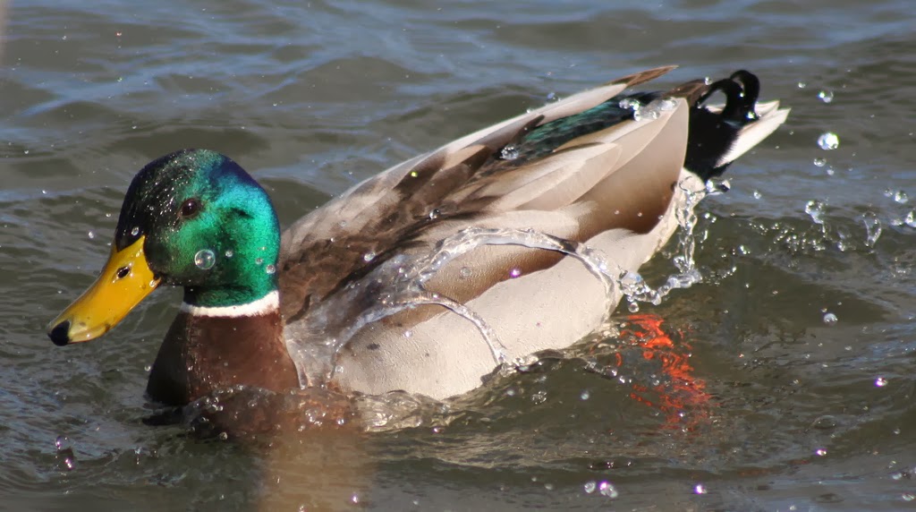 "Like water off a duck's back" nghĩa là gì?