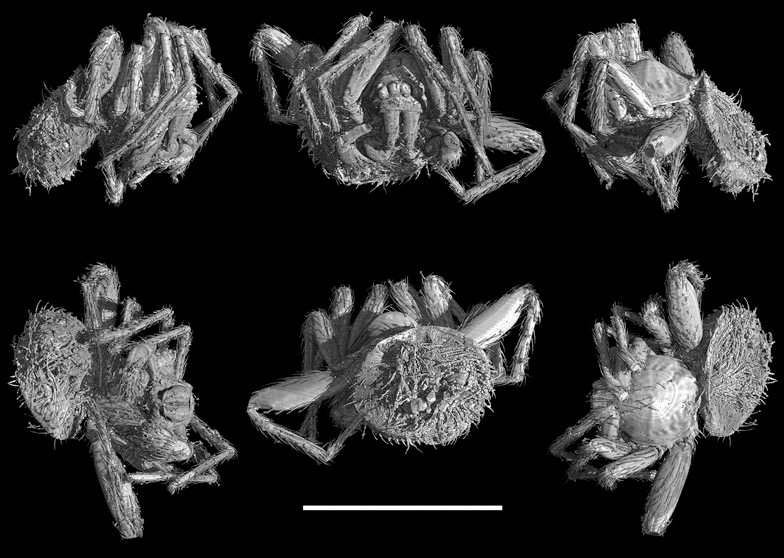 Sciency Thoughts: Goblin Spiders from Cretaceous Amber.