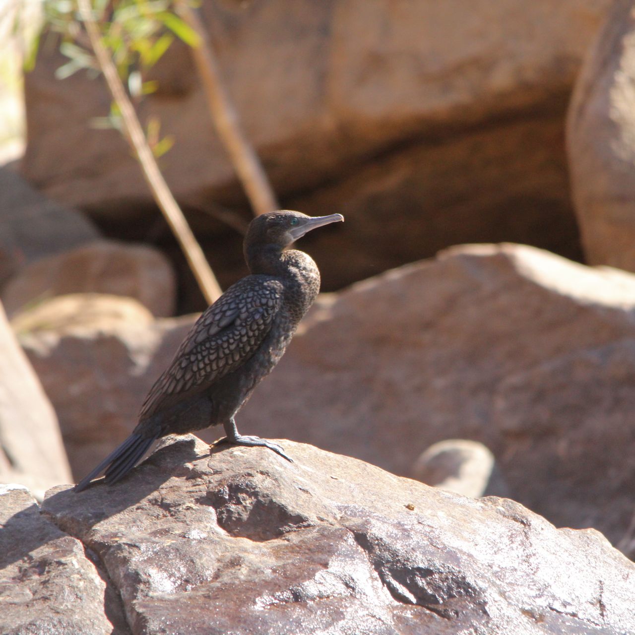 Pete's Flap Birding Aus: Jigal tree - bird magnet