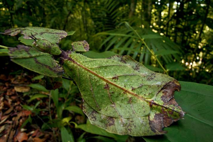 Animales: El Insecto hoja