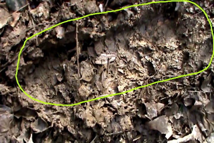 The Bigfoot Field Journal: What is really out there???