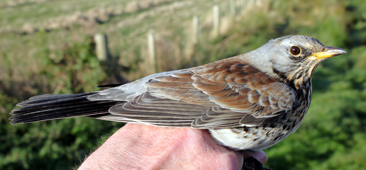 Another Bird Blog: A Fieldfare Find