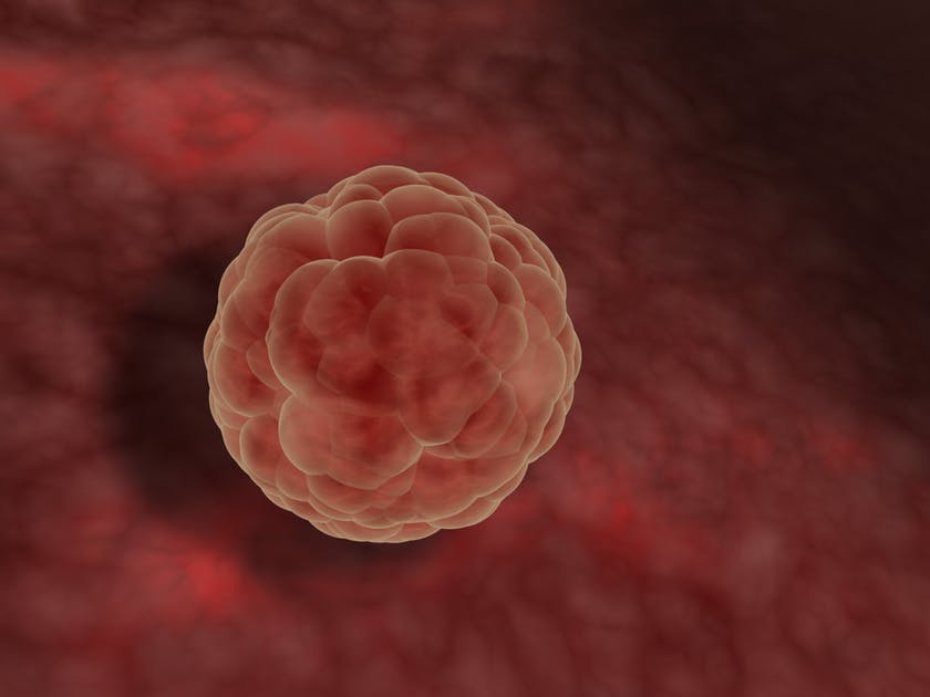 Quelle durée de vie pour une ovule?