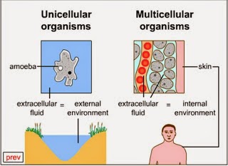 # 39 The need for transport systems in a multicellular organism ...