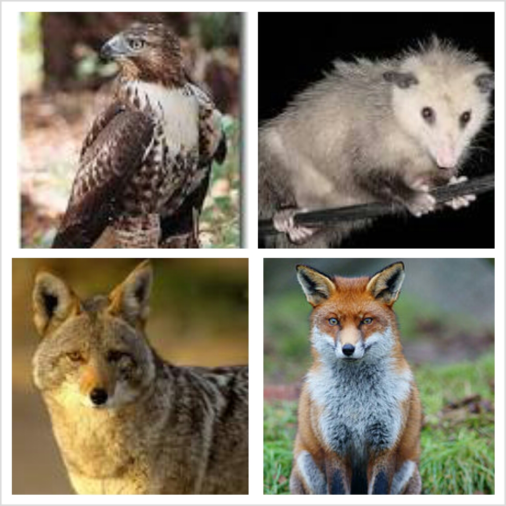 Edgington Farm: Keep Predators Out and Livestock In